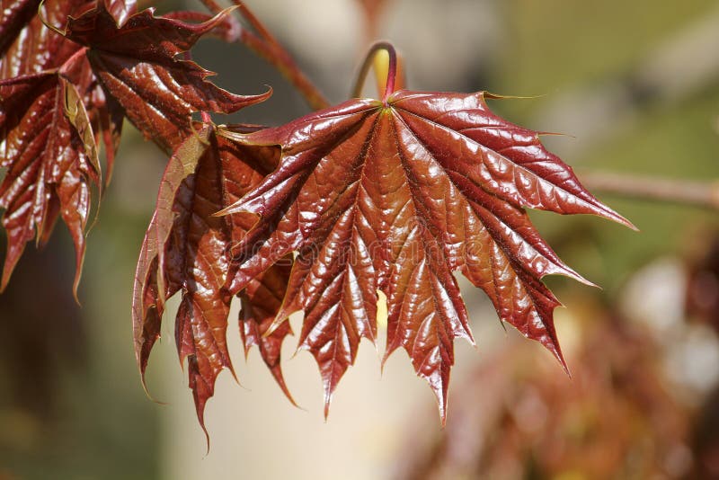 Young Purple Leaves of Norway Maple Acer Platanoides Stock Image ...