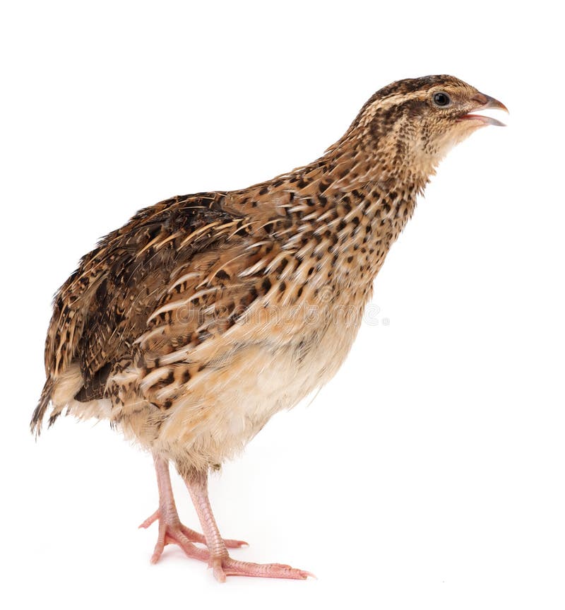 Young quail stock photo. Image of gourmet, easter, poultry - 52539318