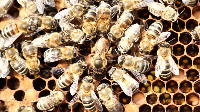 Young Queen Bee Begins To Lay Eggs in the Honeycomb. Stock Footage ...
