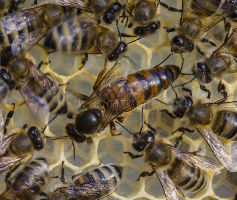 Young Queen Bee Begins To Lay Eggs in the Honeycomb Stock Image - Image ...