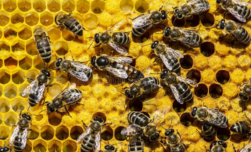 The Young Queen Bee Moves on Honeycombs. Stock Photo - Image of ...