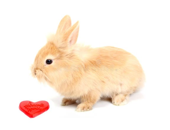 Young rabbit stock image. Image of heart, nosy, rabbit - 12973503