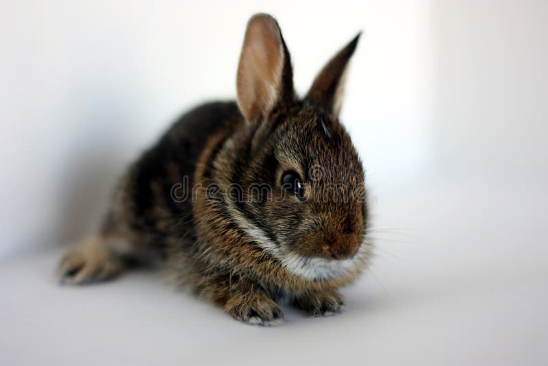 Week Old Rabbit stock photo. Image of animal, lagomorpha - 2893518