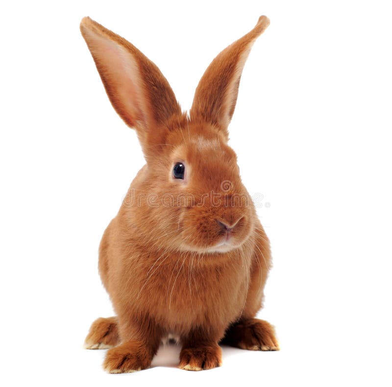 Young rabbit stock photo. Image of fauve, little, domestic - 22074912