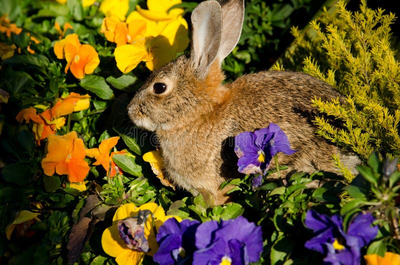 Young rabbit stock photo. Image of wildlife, rabbit, mammal - 22902066