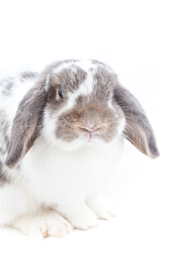 Young rabbit stock image. Image of pretty, face, gray - 25914169
