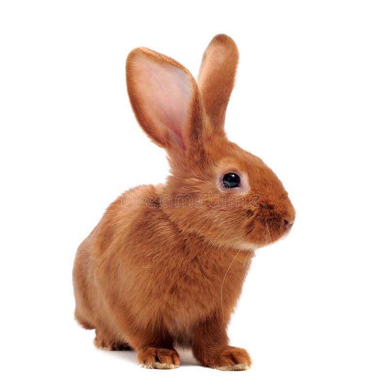 Young Rabbit stock photo. Image of isolated, alert, alertness - 4989302