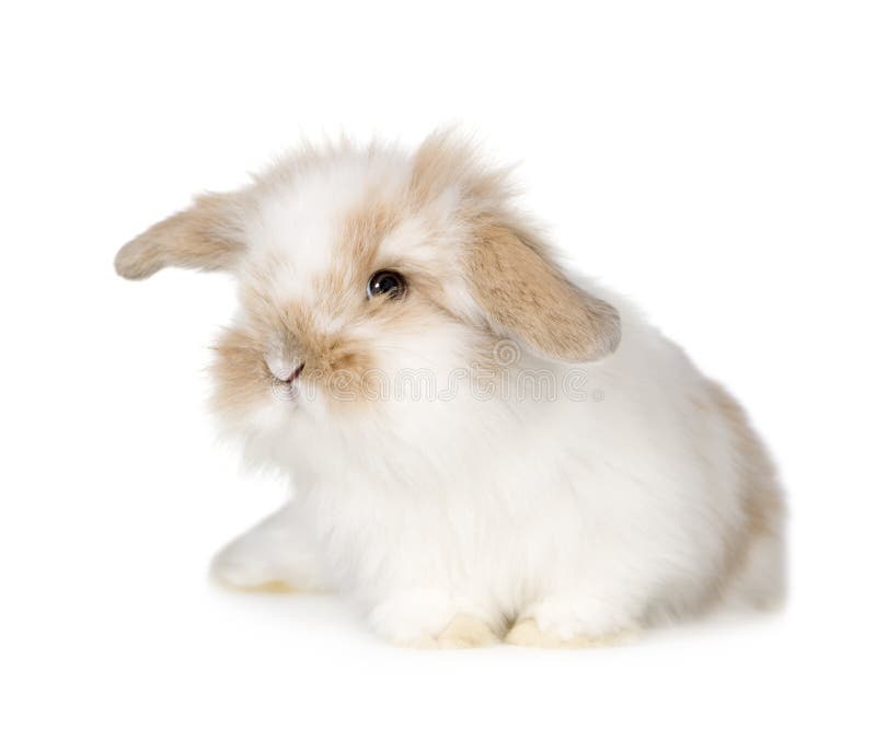 Young Rabbit stock image. Image of furry, pets, animals - 4989301