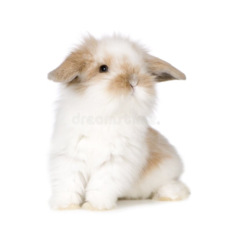 Young Rabbit stock image. Image of furry, pets, animals - 4989301
