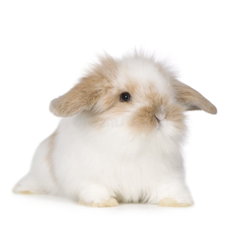 Lop-eared rabbit stock photo. Image of beige, isolated - 23389008