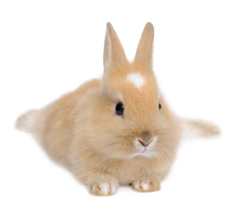 Young Rabbit stock photo. Image of isolated, alert, alertness - 4989302