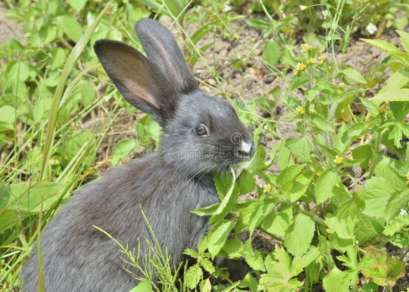 Young rabbit 2 stock photo. Image of outdoor, rabbit - 65599350