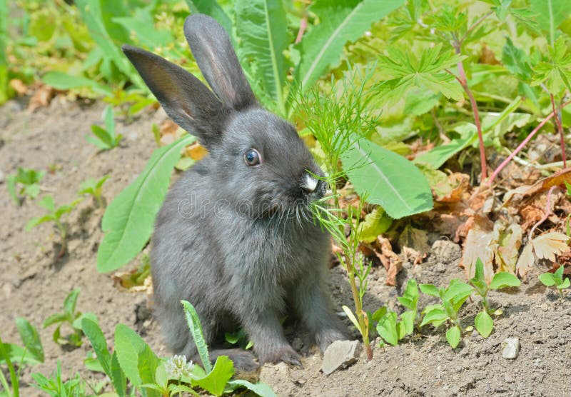Young rabbit 3 stock photo. Image of bunny, eating, rabbit - 66984956