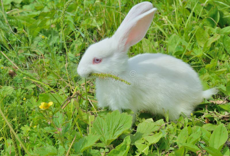 Young rabbit 12 stock photo. Image of background, close - 67144492