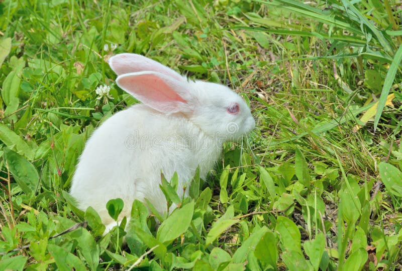 Young rabbit 9 stock image. Image of outdoors, chew, masticate - 68732901