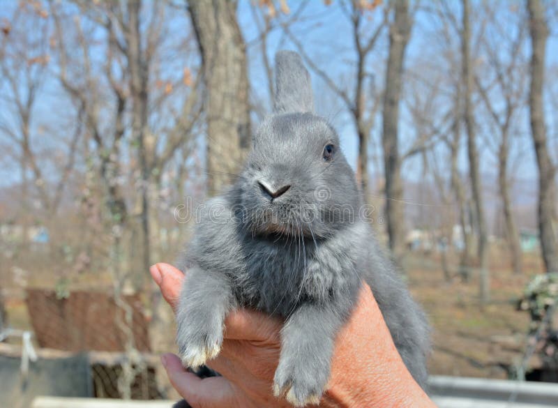 Young rabbit stock image. Image of farm, outdoors, small - 73950265