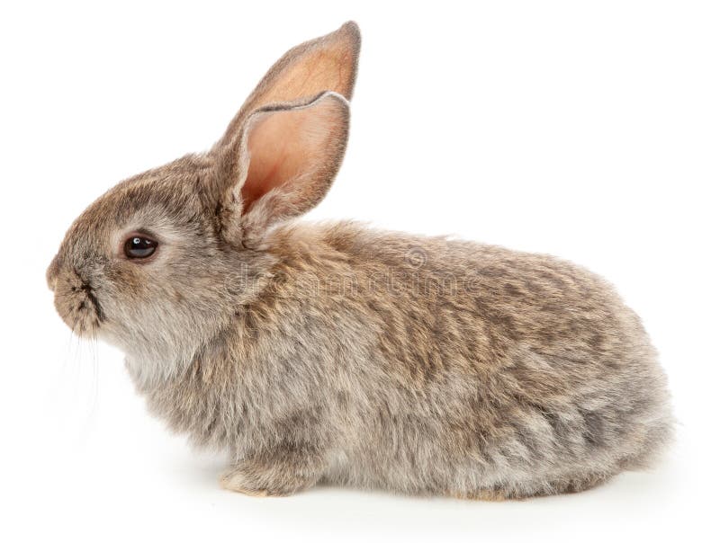 White Rabbit Isolated on a White Background Stock Photo - Image of ...