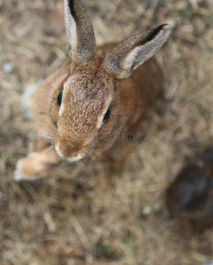 Rabbit with long ears stock image. Image of closeup, muzzle - 34095609