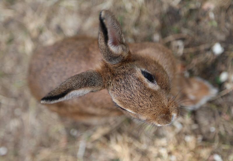 Rabbit with long ears stock image. Image of closeup, muzzle - 34095609