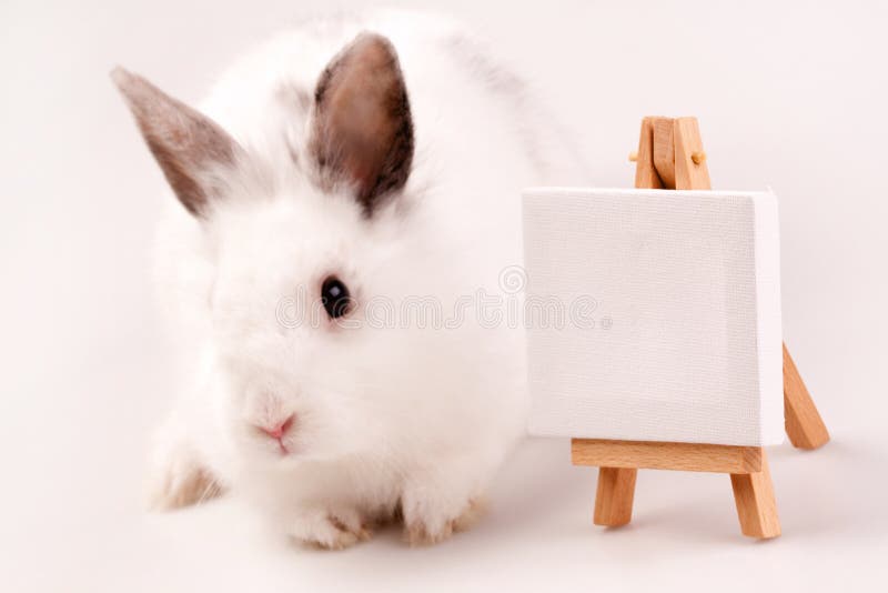 Young Rabbit and Table stock photo. Image of furry, concept - 12948926