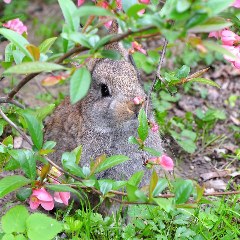 Young rabbit stock photo. Image of eating, leaves, young - 40206966