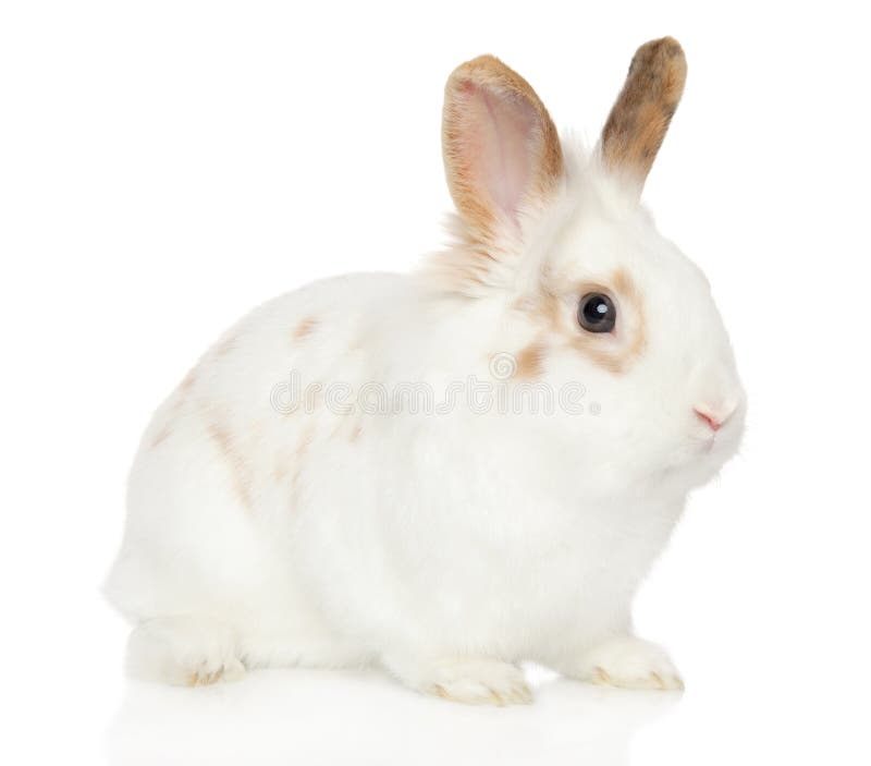 Young Rabbit on White Background Stock Photo - Image of hare, domestic ...