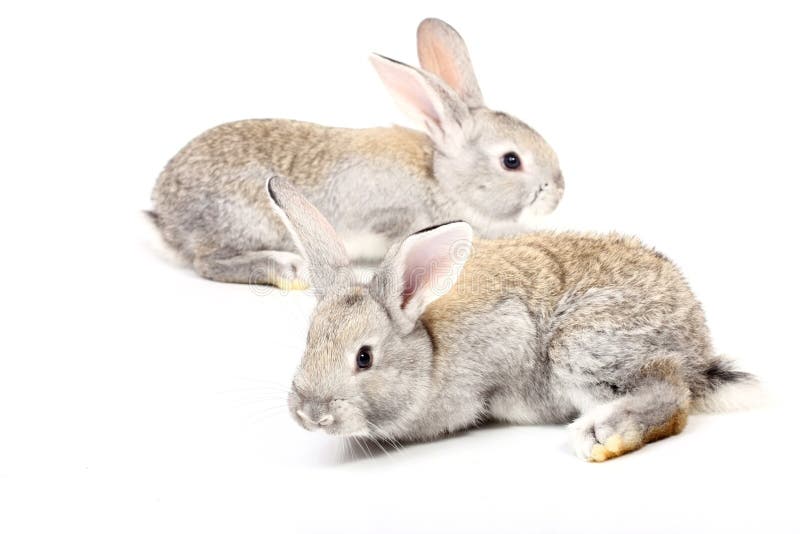 Young rabbits stock photo. Image of cutout, little, domestic - 9720122