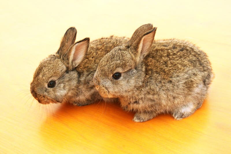 Set of brown baby rabbits stock image. Image of buck - 16951213