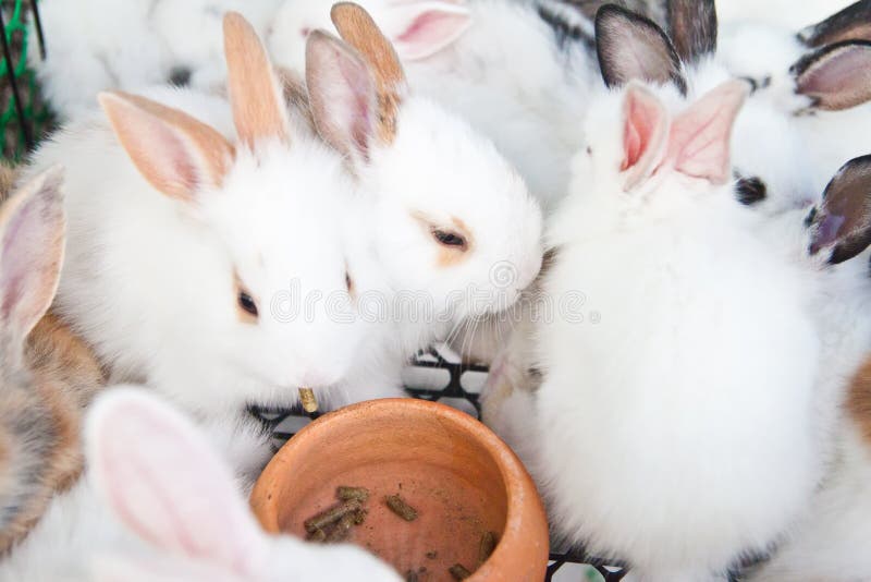 Young rabbits stock image. Image of rabbit, season, hutch - 25323099