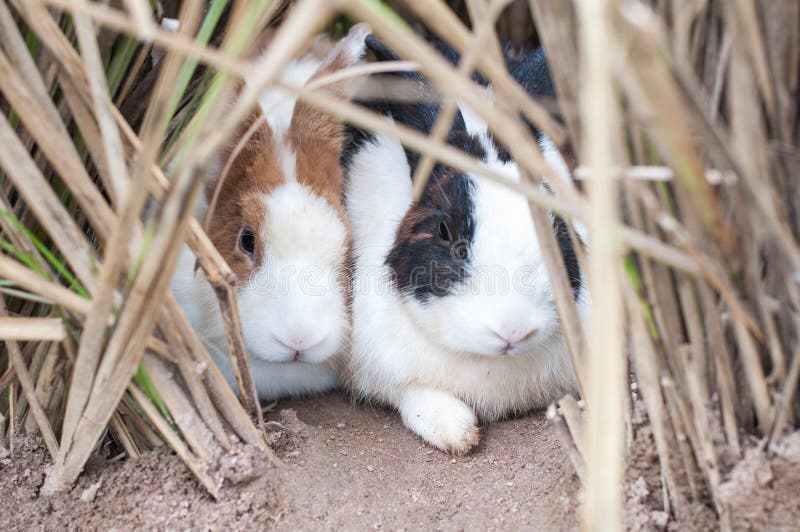 Young rabbits stock photo. Image of nature, cute, bunny - 27228186