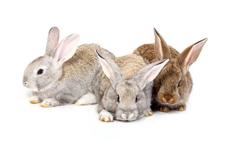 Two young rabbits stock image. Image of furry, bunny - 12381369