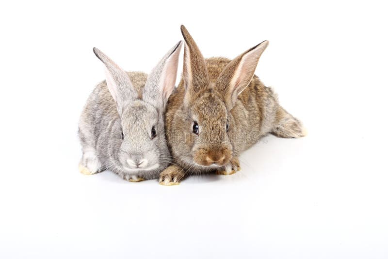 Two young rabbits stock image. Image of furry, bunny - 12381369