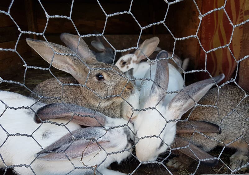 196 Rabbits Behind Stock Photos - Free & Royalty-Free Stock Photos from ...