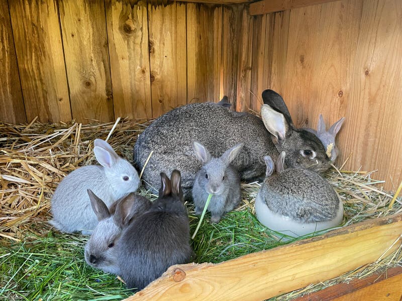Young Rabbits in the Garden Stock Photo - Image of hare, spring: 284456204