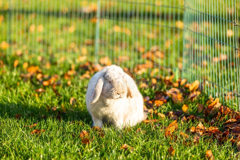 Young Rabbits on the Grass in Nature Stock Image - Image of sitting ...