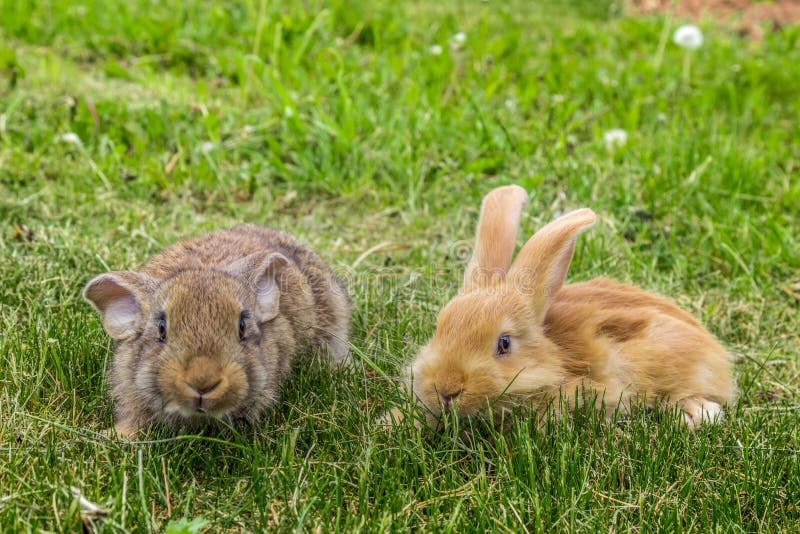 Two young rabbits stock image. Image of furry, bunny - 12381369