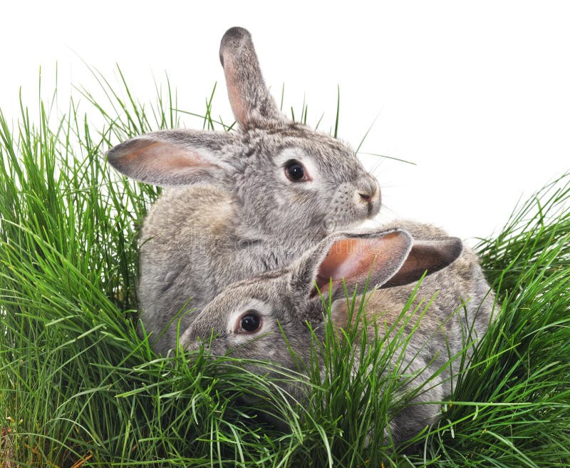 Two young rabbits stock image. Image of furry, bunny - 12381369