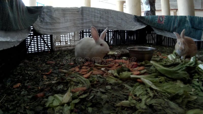 Young Rabbits in a Hotel Lobby Back View Stock Footage - Video of ...