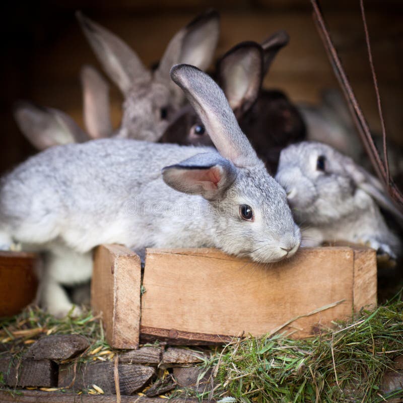 Bunny Rabbits family stock photo. Image of floppy, farm - 21675934