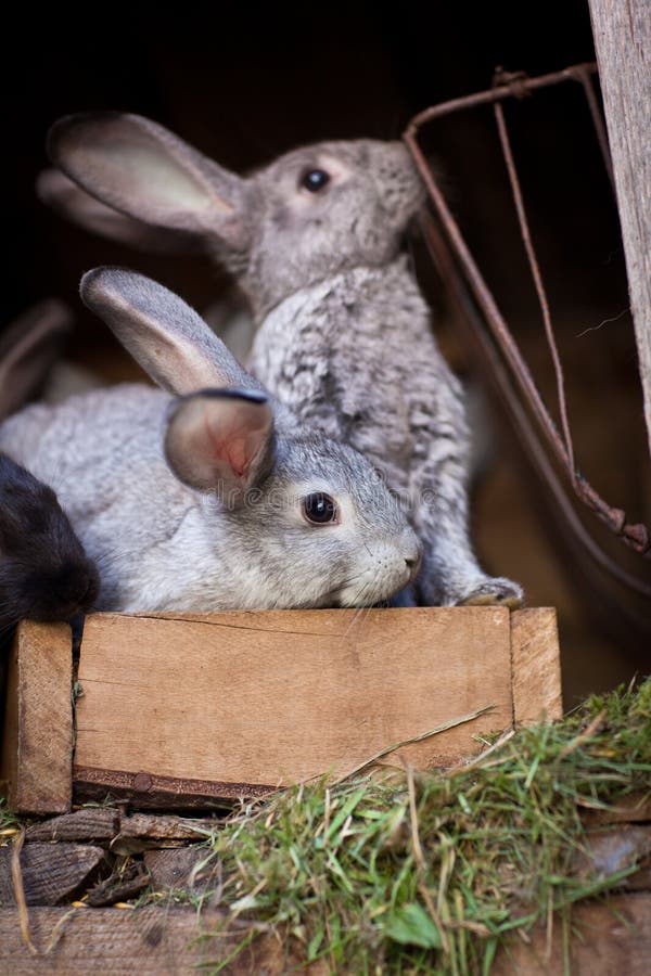 Young Rabbits Popping Out of a Hutch Stock Photo - Image of rabbit ...