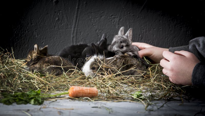 Young rabbits. stock photo. Image of cozy, baby, mammal - 112750892