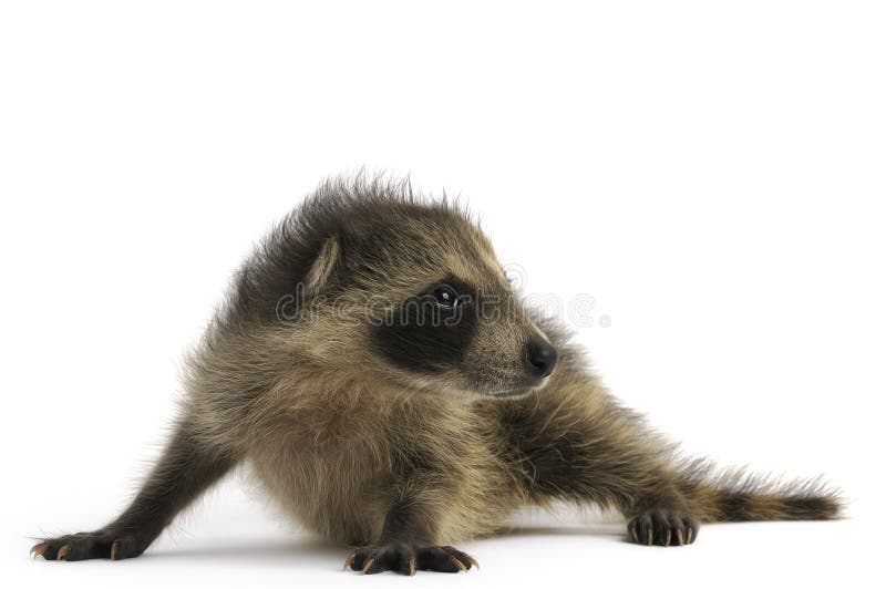 Young Raccoon stock photo. Image of western, mammal, raccoon - 47165288