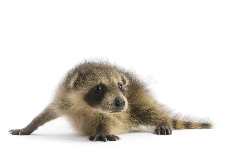 Young Raccoon stock photo. Image of western, mammal, raccoon - 47165288