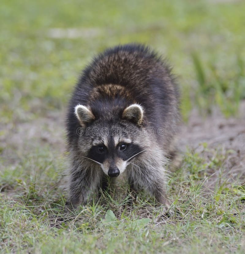 Wild Raccoon Walking stock photo. Image of animal, florida - 81028718