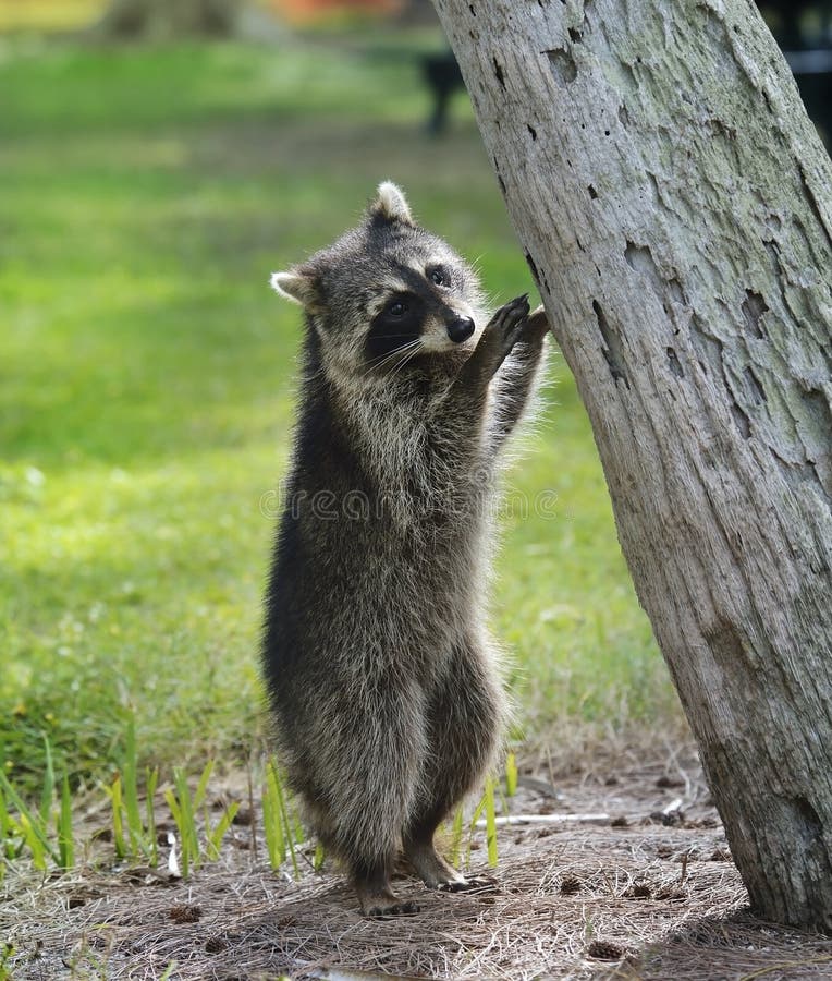 Young Raccoon stock image. Image of nature, mammal, grass - 39314301