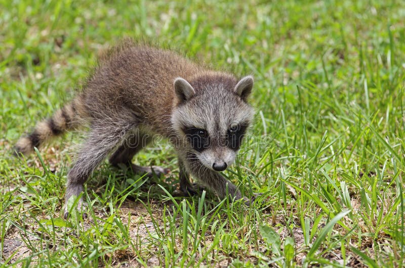 Raccoon stock photo. Image of zoology, rodent, beast - 13581352
