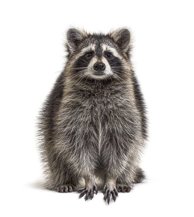 Red Raccoon Standing and Facing at the Camera Stock Image - Image of ...