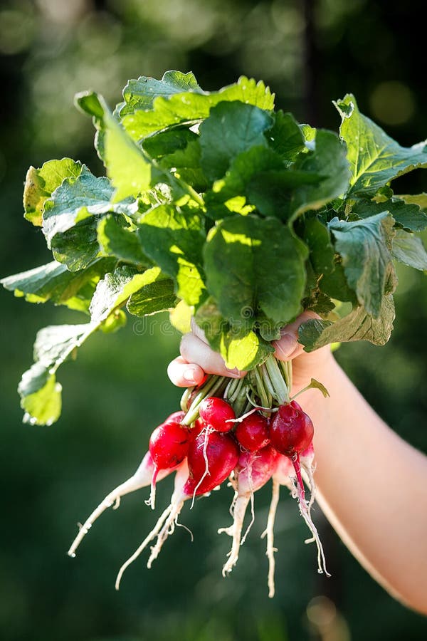 Young radish in the arm stock photo. Image of radishes - 72750546