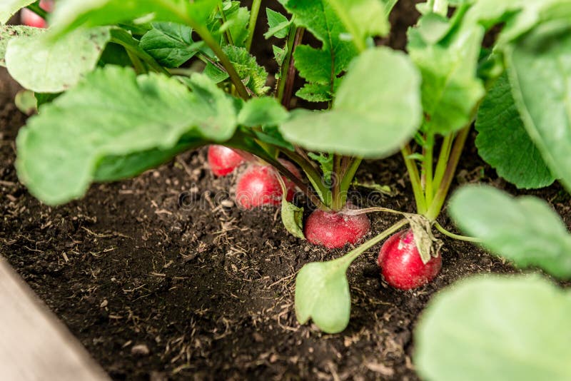 Young Radish Plant in Garden Soil Stock Photo - Image of plant, healthy ...