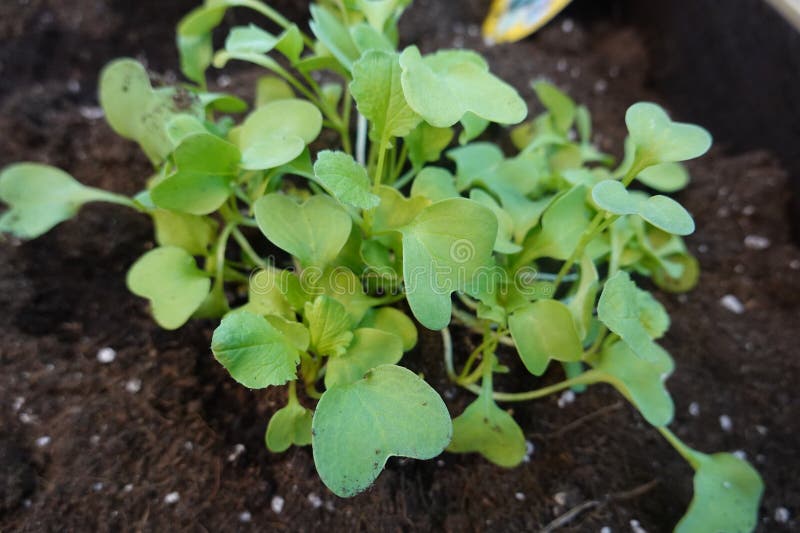 Young Radish Plants Planted Too Close Together. Separating Radish ...